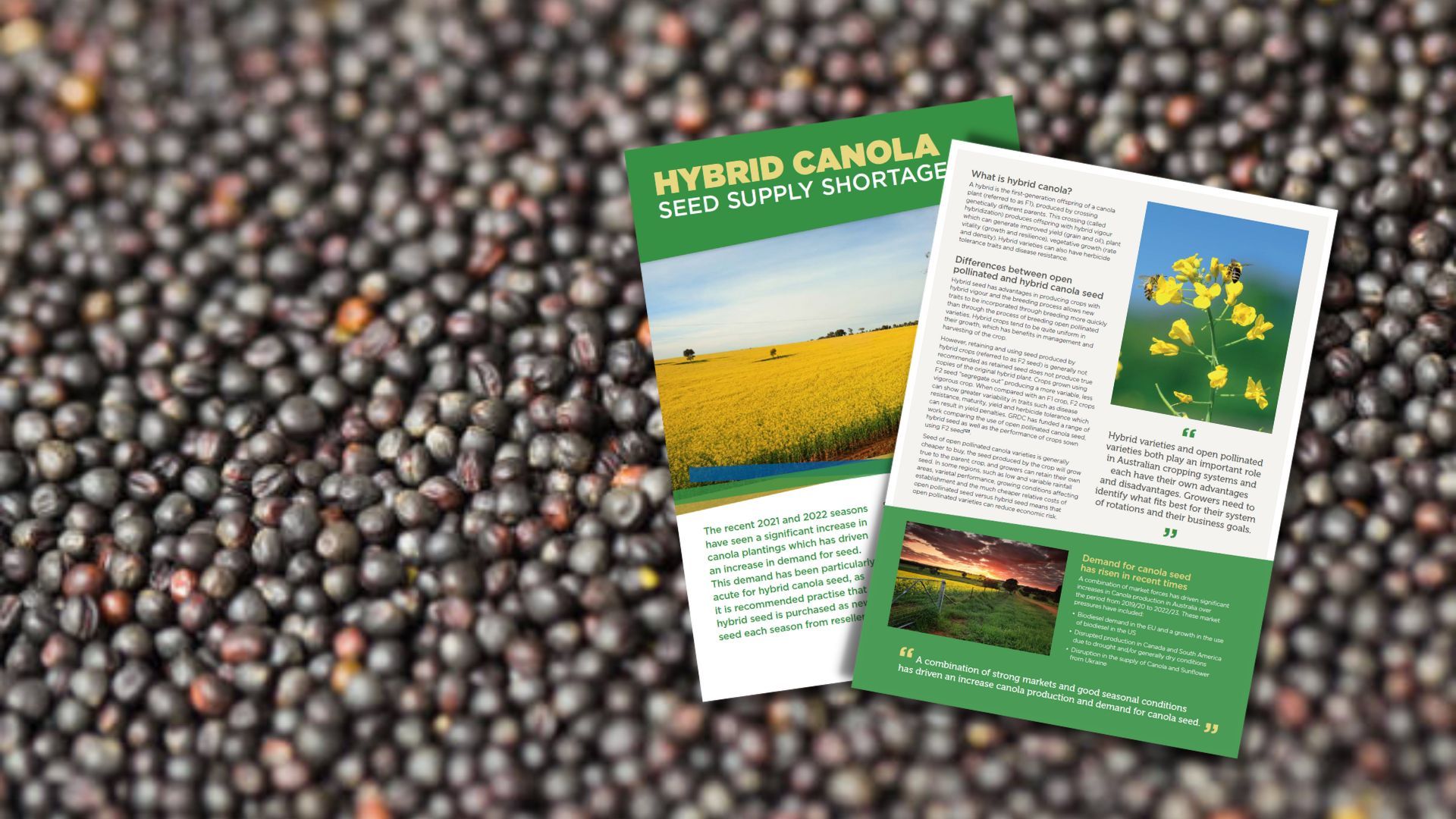 Hybrid Canola Seed Supply Shortages | Building a more profitable and ...
