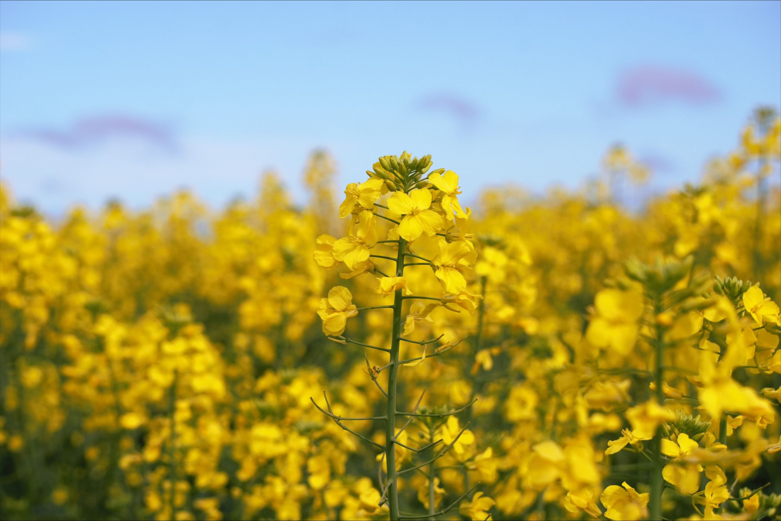 Inputs of the Future | Building a more profitable and sustainable ...